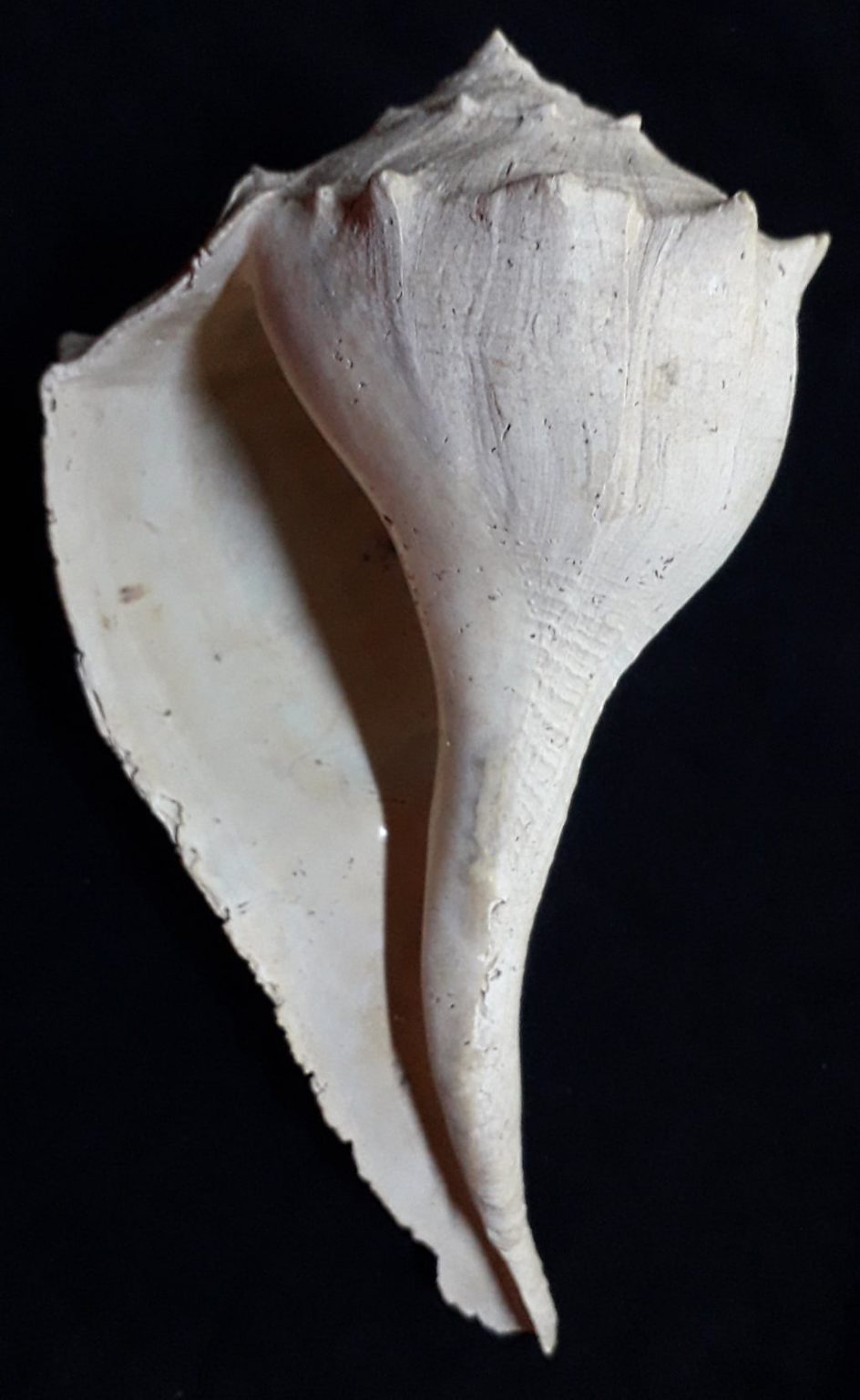 Sinistral-Busycon-contrarium | jxd