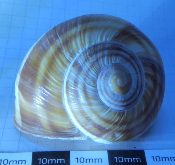 Sinistral-Helix-lucorum | jxd