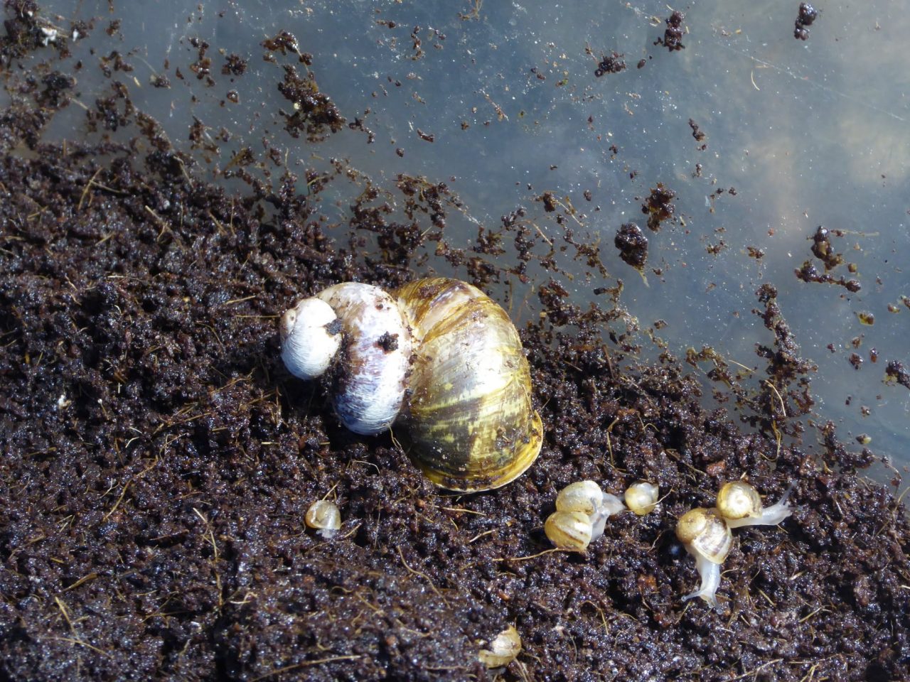 Scalariform snail, skalarimorfní plž, protáhlý šnek